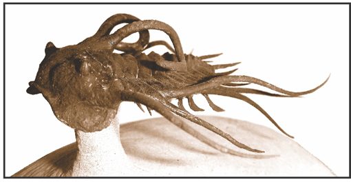 Fabulous Trilobites Collection