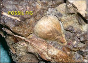 Mixed Fossil Collection - Creation Research